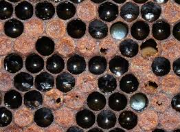 loque americana: uma vacina a caminho? – abelhas à beira