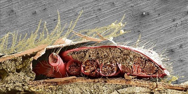 o ciclo de vida do ácaro Varroa: uma actualização – abelhas à beira